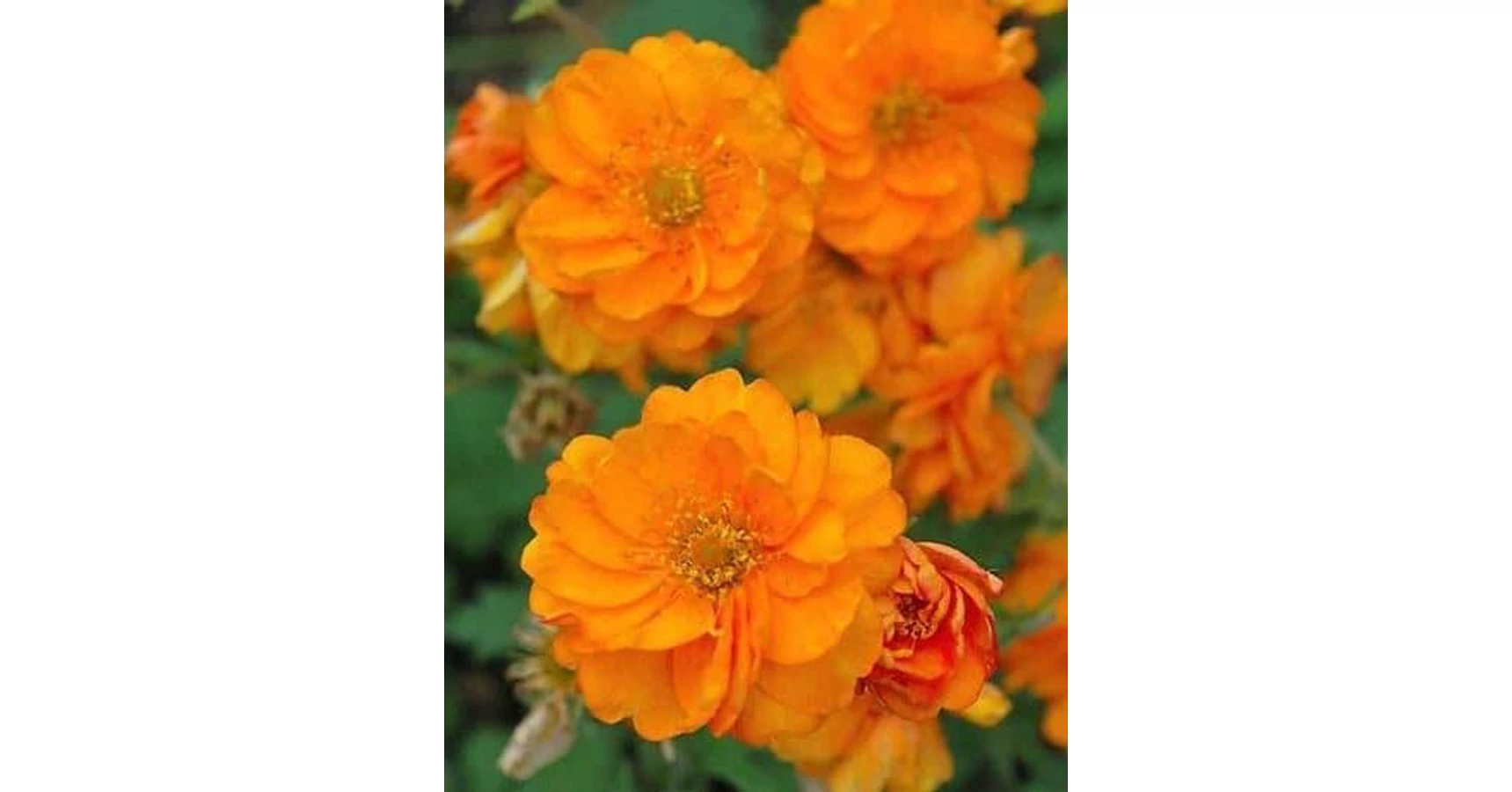 Geum 'Fire Storm' – Gyömbérgyökér