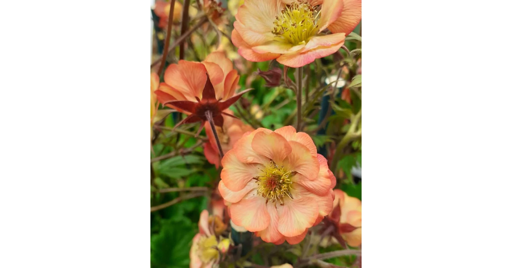 Geum 'Nonna' – Gyömbérgyökér