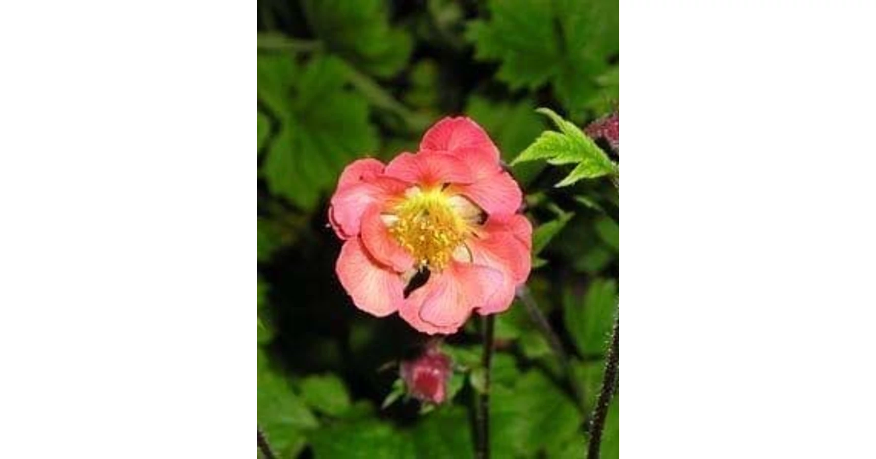 Geum rivale 'Leonard's Variety' - Gyömbérgyökér