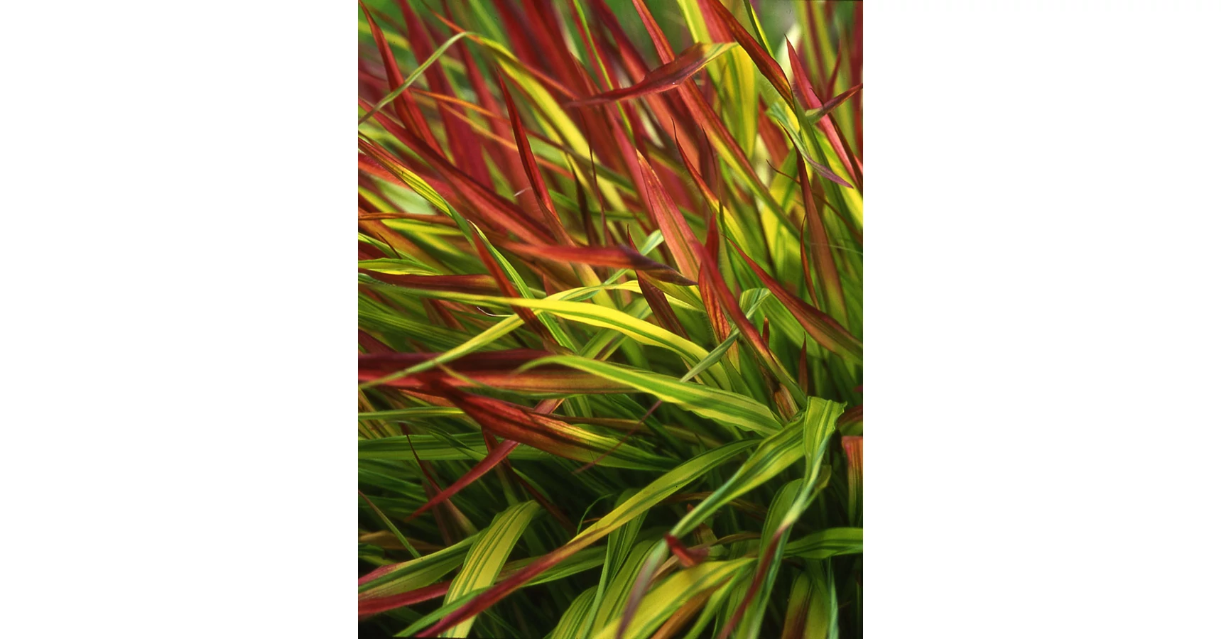 Hakonechloa macra 'Mulled Wine' – Szálkafű