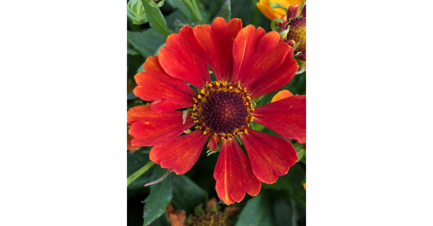 Helenium autumnale 'HayDay Orange' – Őszi napfényvirág