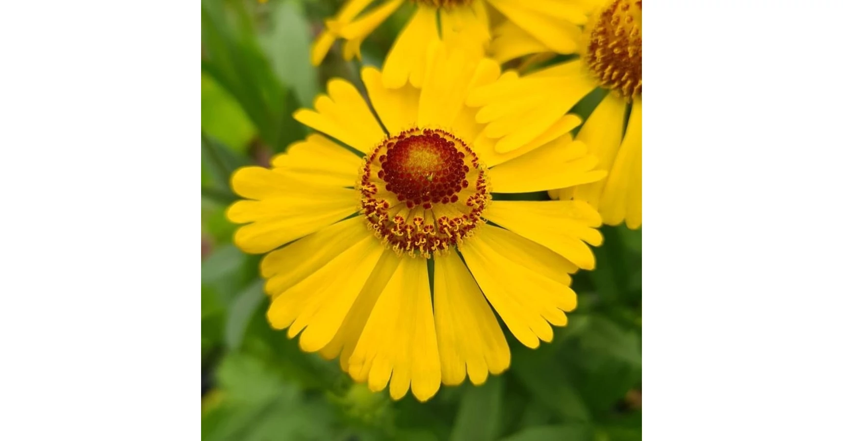 Helenium 'Wesergold' – Őszi napfényvirág