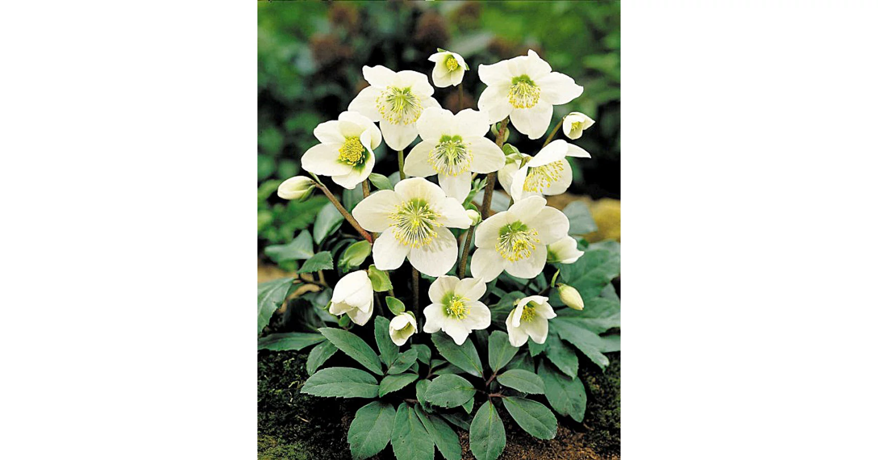Helleborus niger – Fekete hunyor
