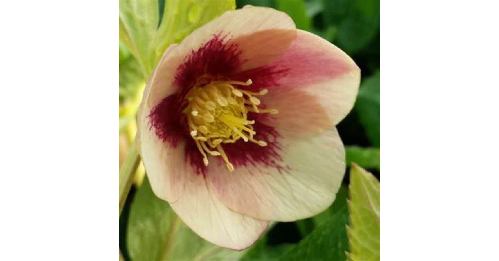Helleborus 'Single Apricot' – Hunyor
