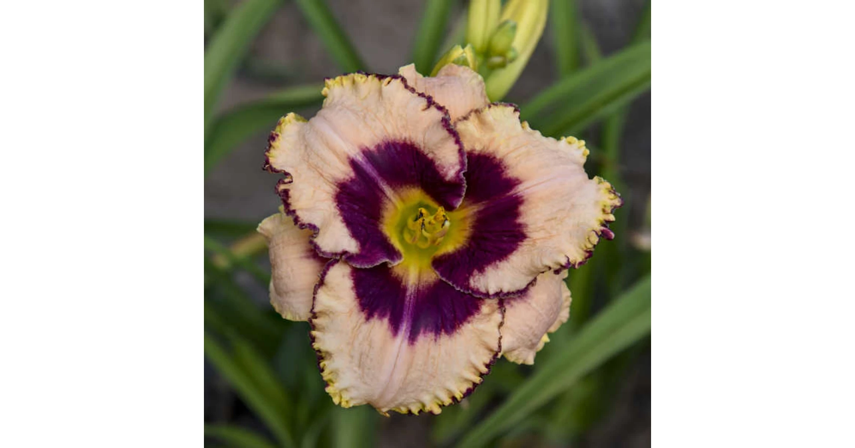 Hemerocallis 'Daring Deception' – Sásliliom
