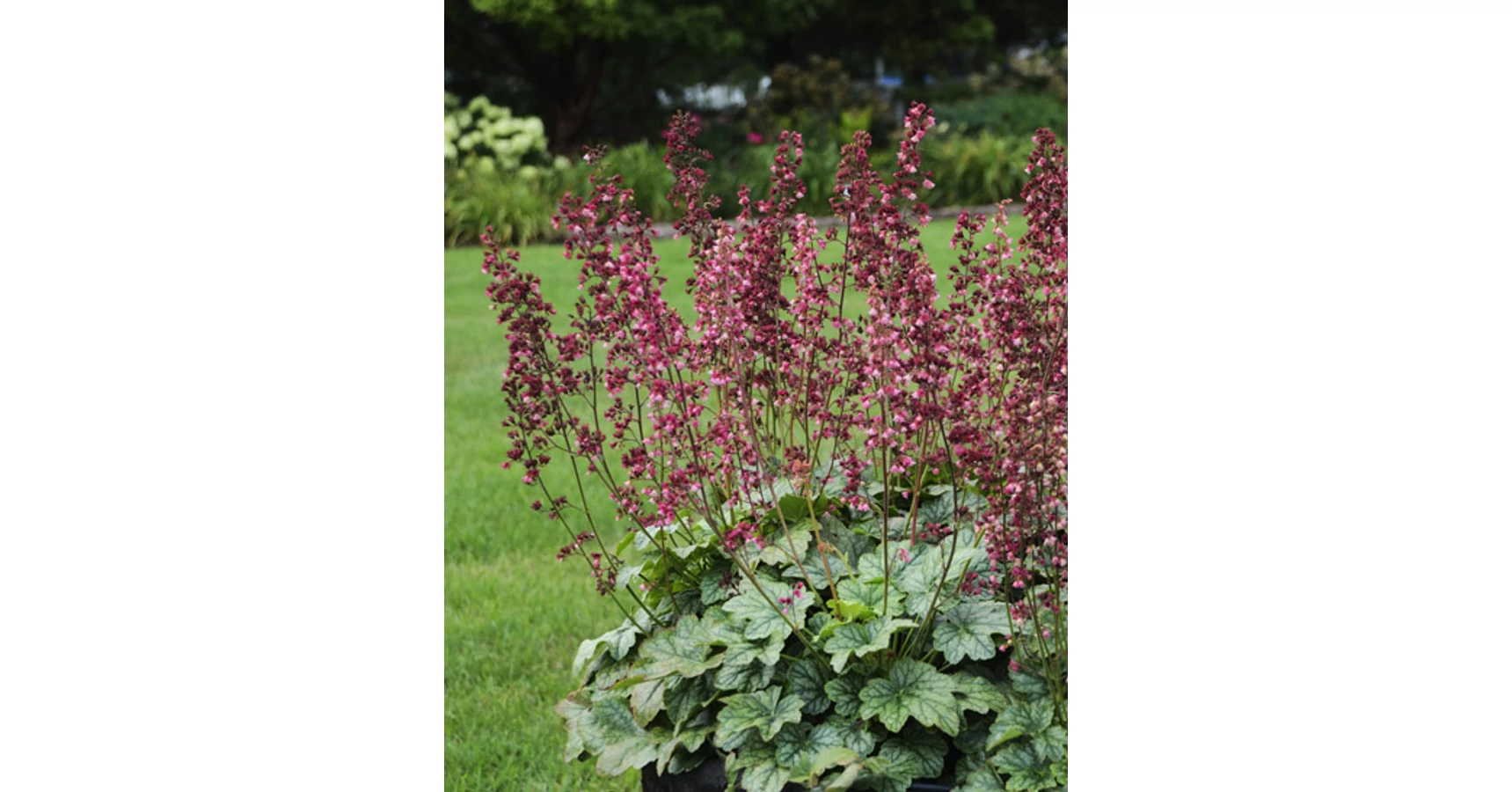 Heuchera 'Berry Timeless' – Tűzeső