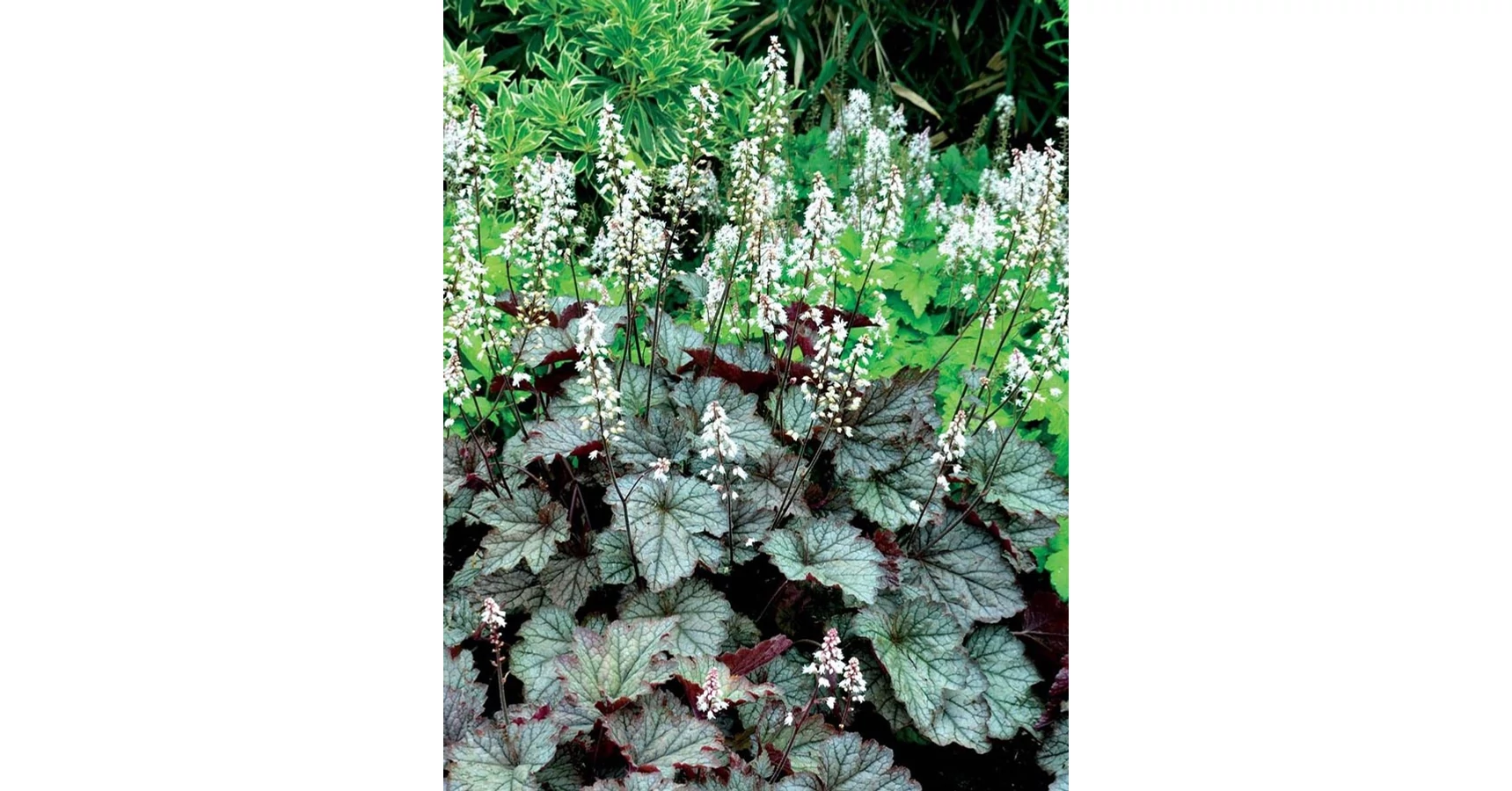 Heucherella (x) 'Twilight' – Tűzeső, turbáncső