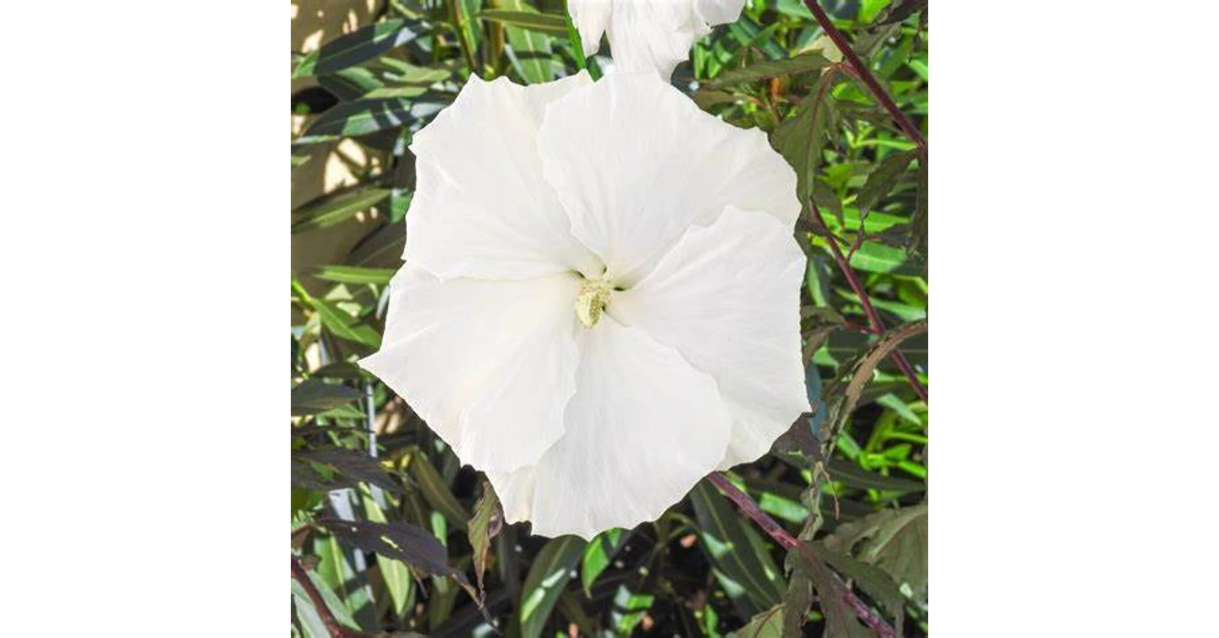 Hibiscus moscheutos Carousel® 'Ghost' (syn.: 'Tahi2025') – Mocsári ...