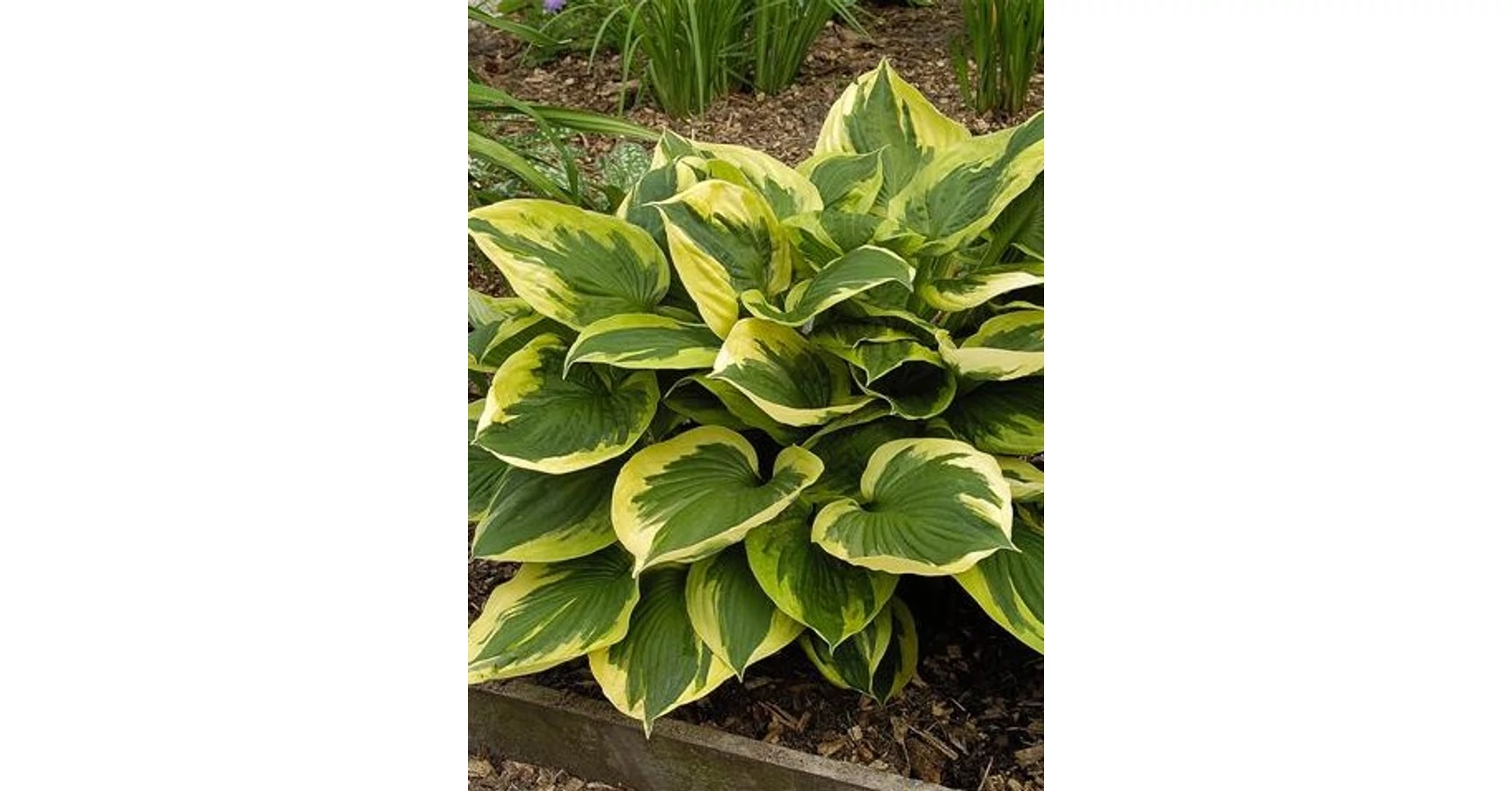 Hosta 'Anne' - Árnyékliliom