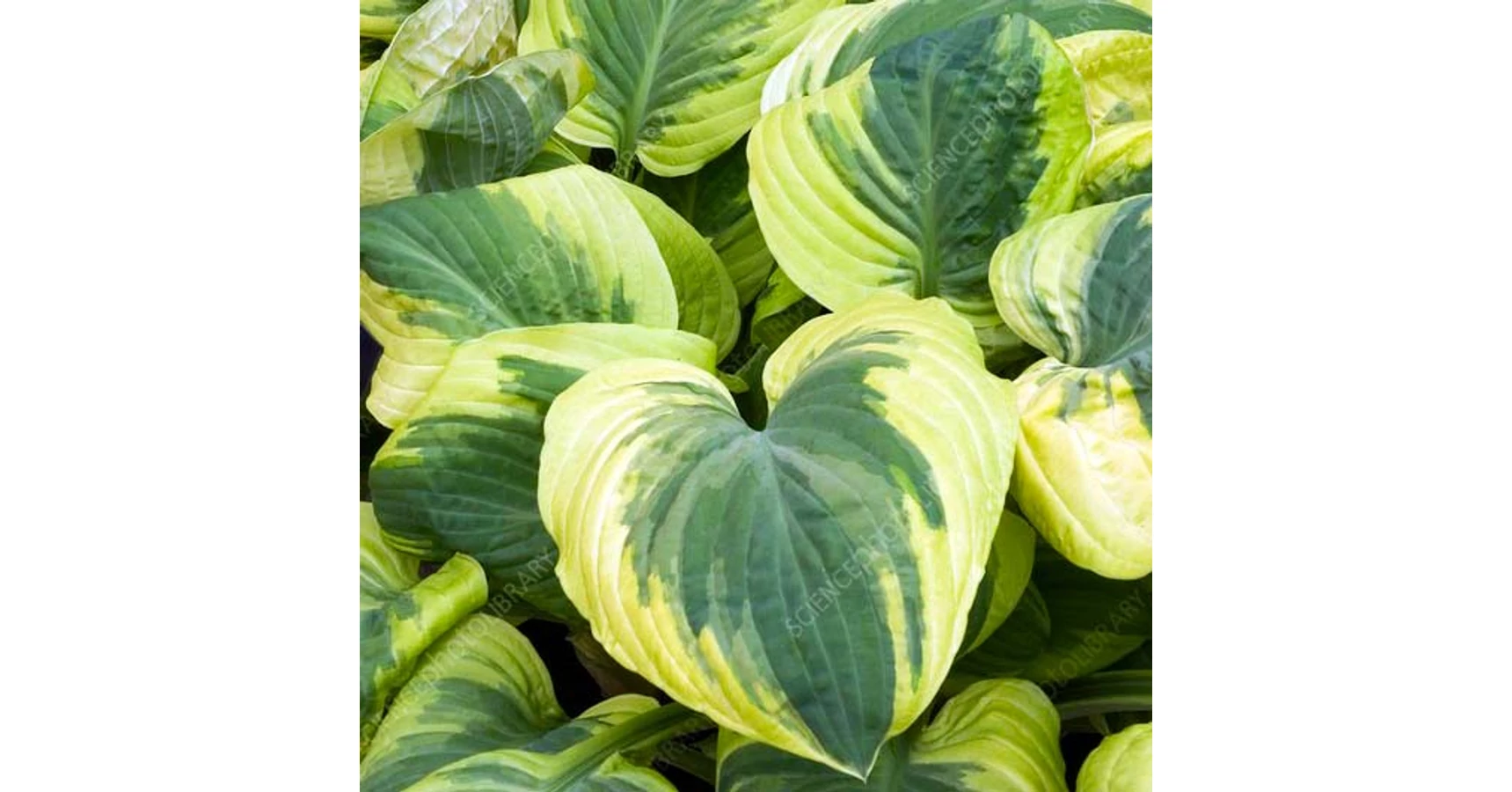 Hosta 'Carnival' – Árnyékliliom