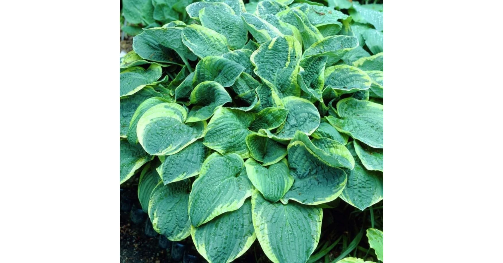 Hosta 'Christmas Tree' – Árnyékliliom