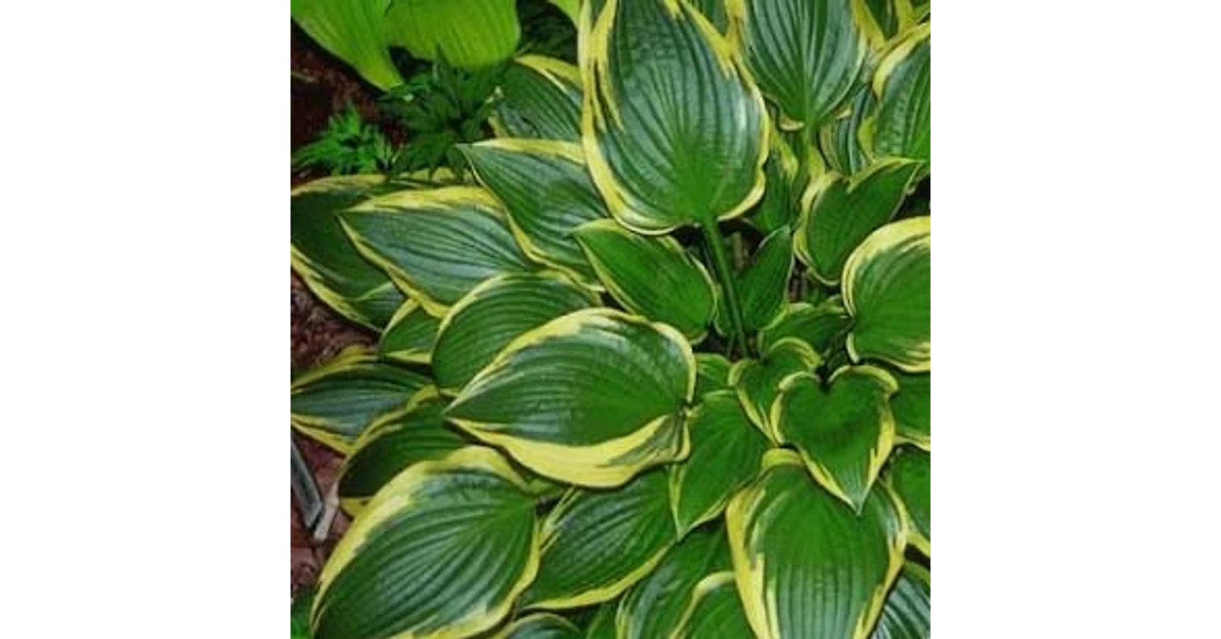 Hosta 'Don Stevens' – Árnyékliliom