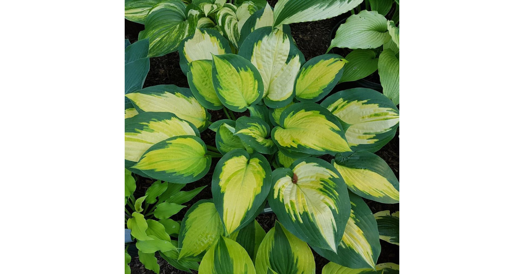 Hosta 'Forbidden Fruit' – Árnyékliliom