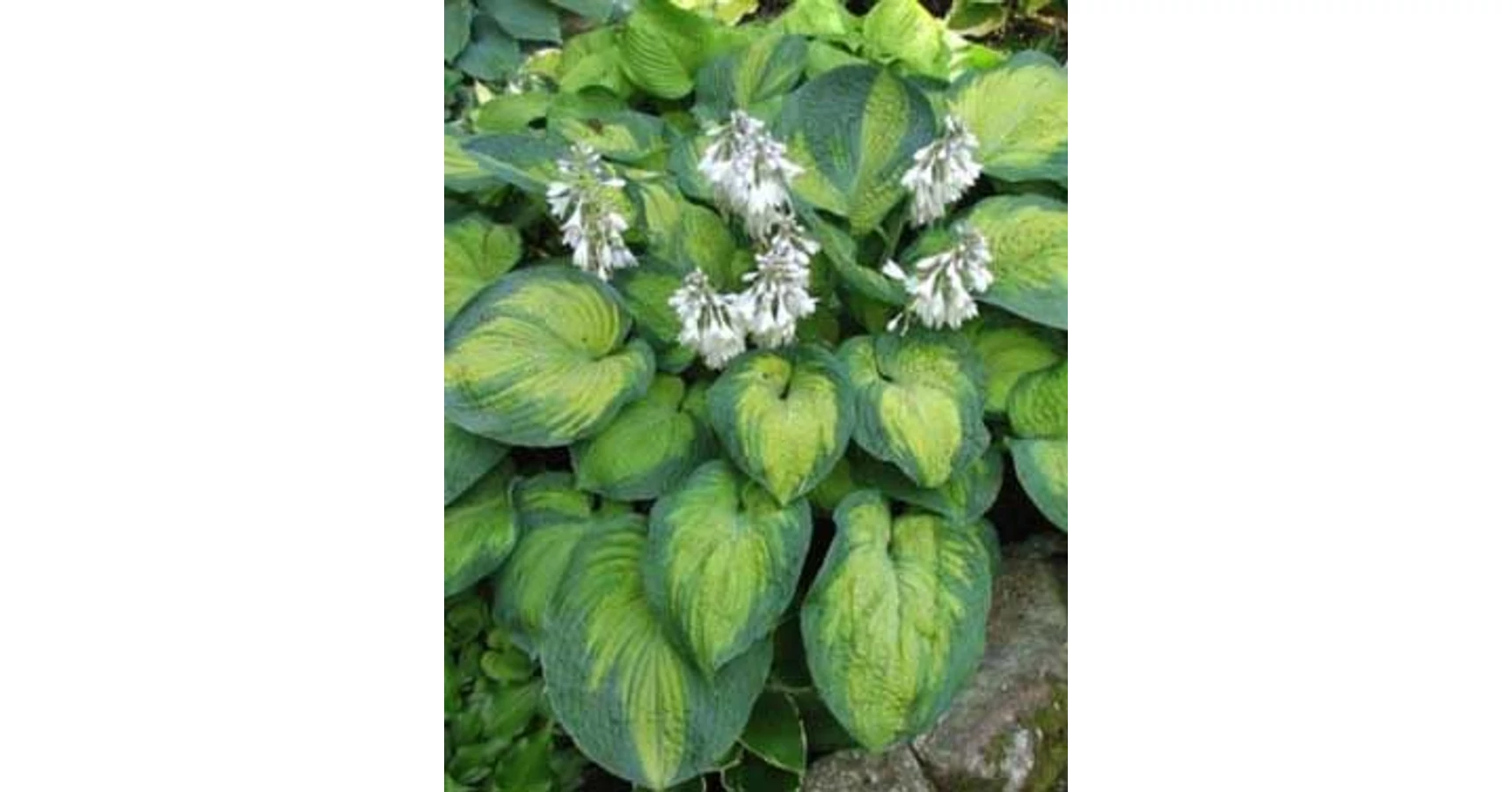 Hosta 'George Smith' – Árnyékliliom