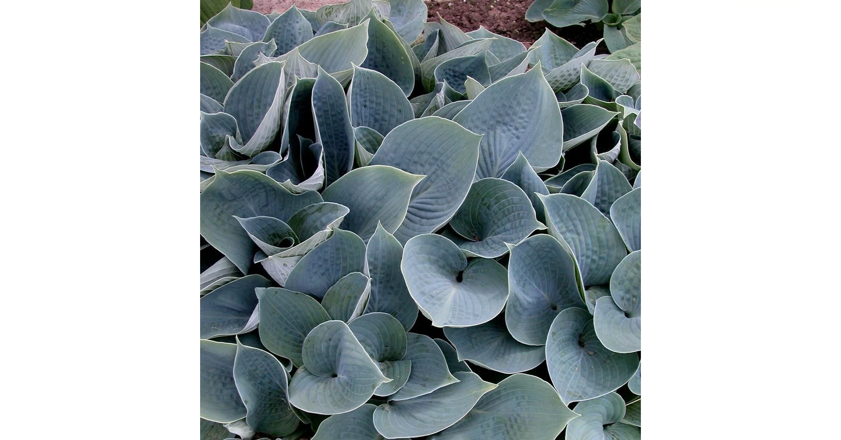 Hosta 'Hadspen Blue' – Árnyékliliom