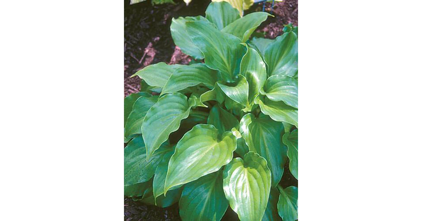 Hosta 'Invincible' – Árnyékliliom