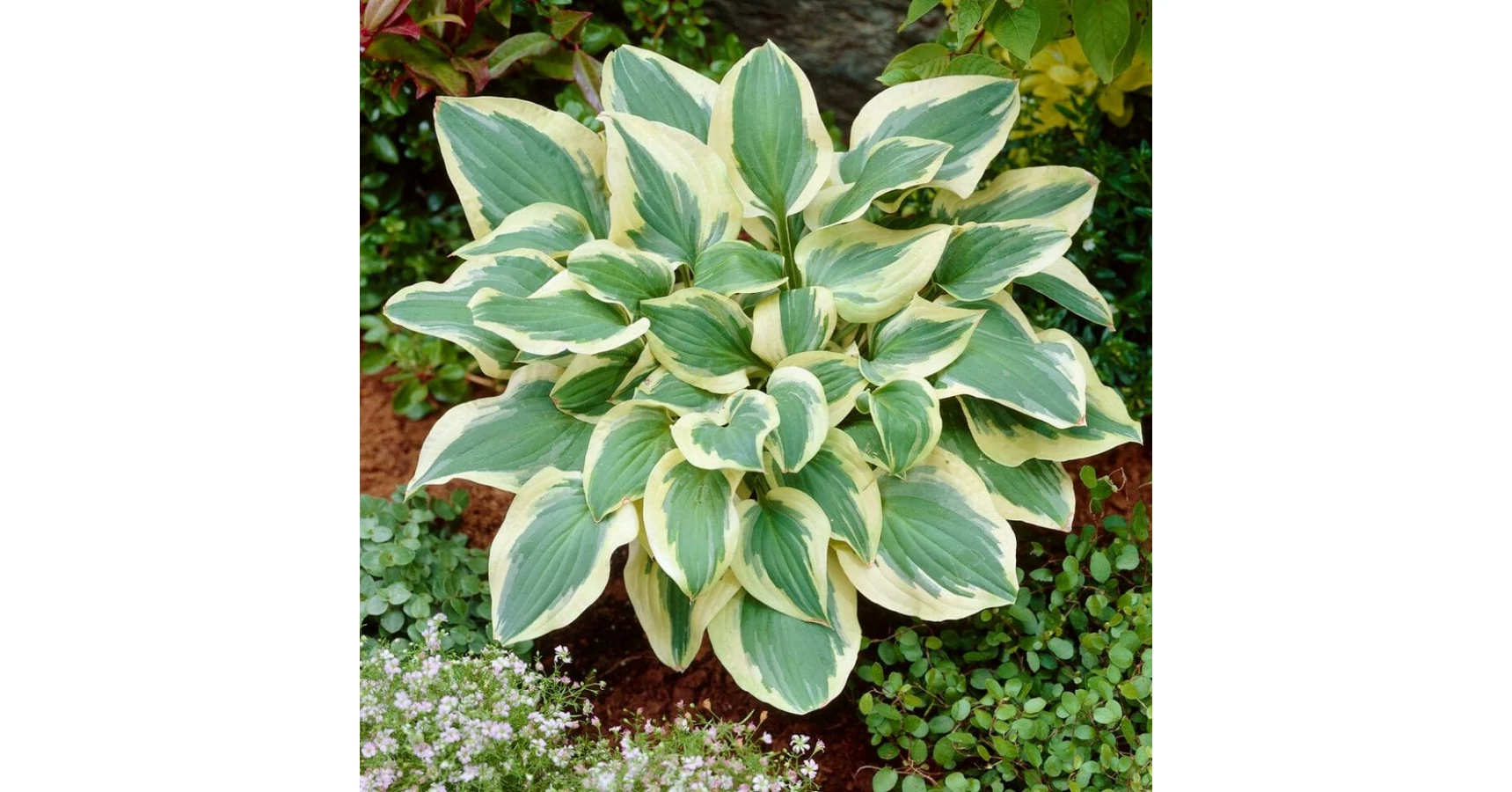 Hosta 'Pilgrim' – Árnyékliliom