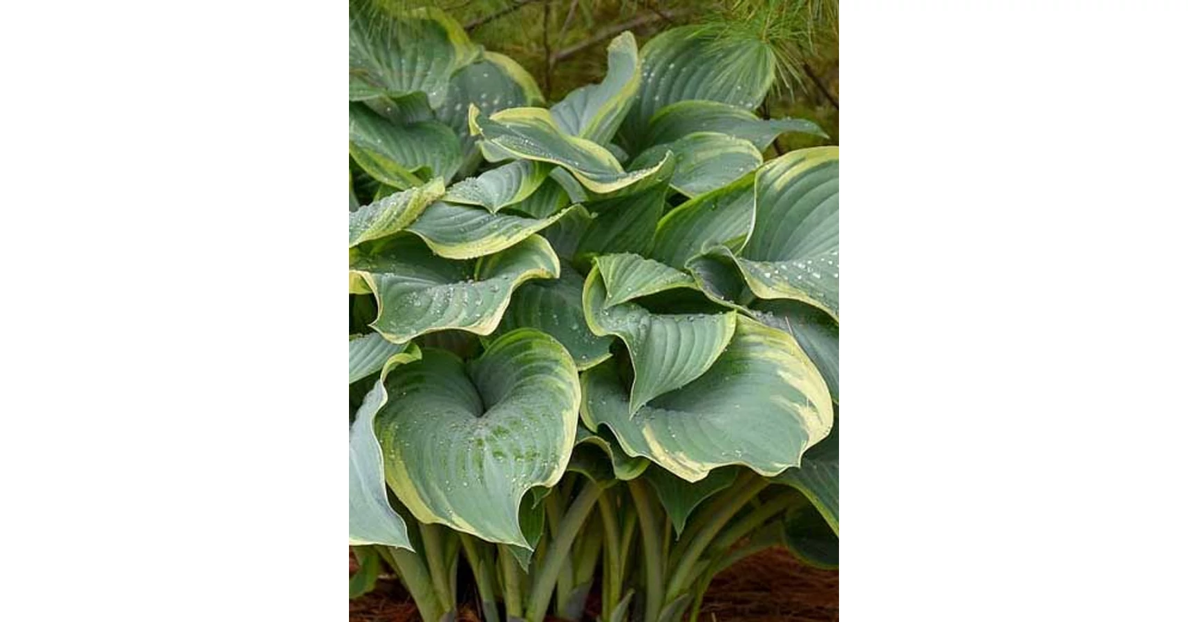 Hosta 'Regal Splendor' – Árnyékliliom