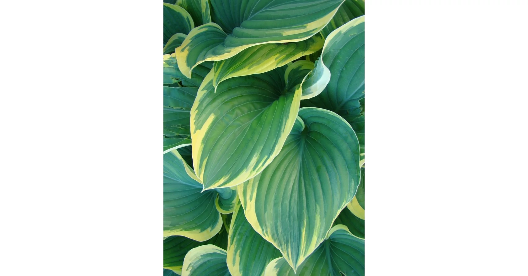 Hosta 'Sagae' - Árnyékliliom