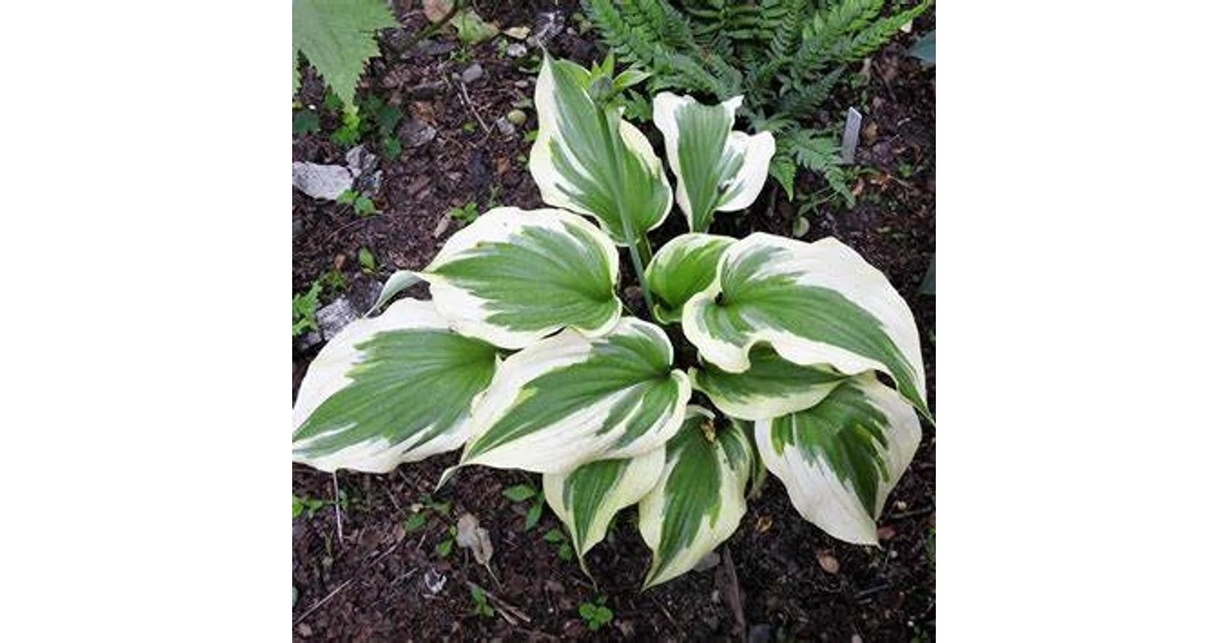 Hosta 'Silk Road' – Árnyékliliom