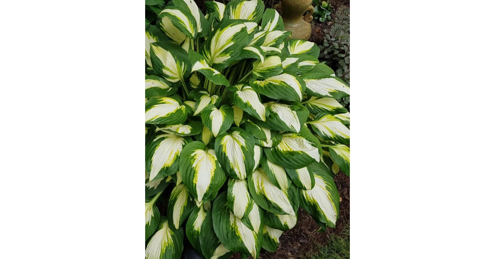 Hosta 'Vulcan' – Árnyékliliom
