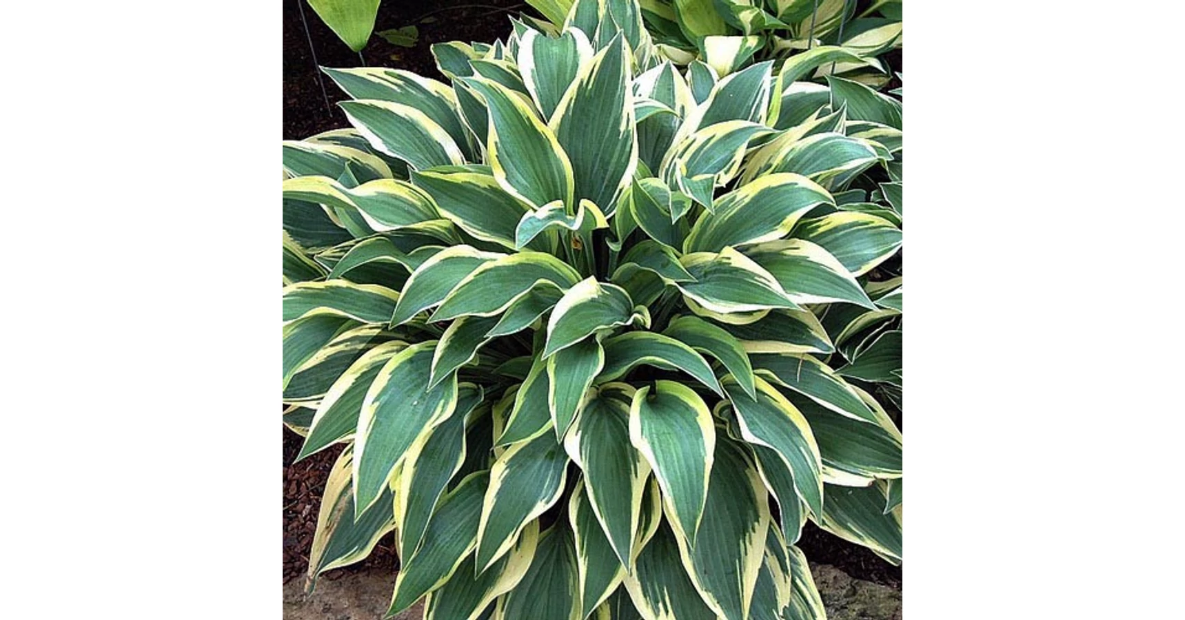 Hosta 'Wolverine' - Árnyékliliom