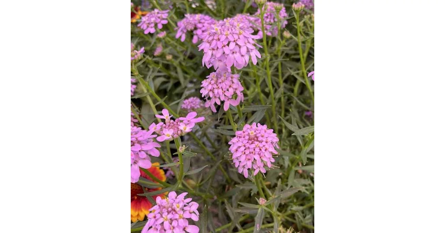 Iberis x hybrida 'Mermaid Lavender' – Tatárvirág