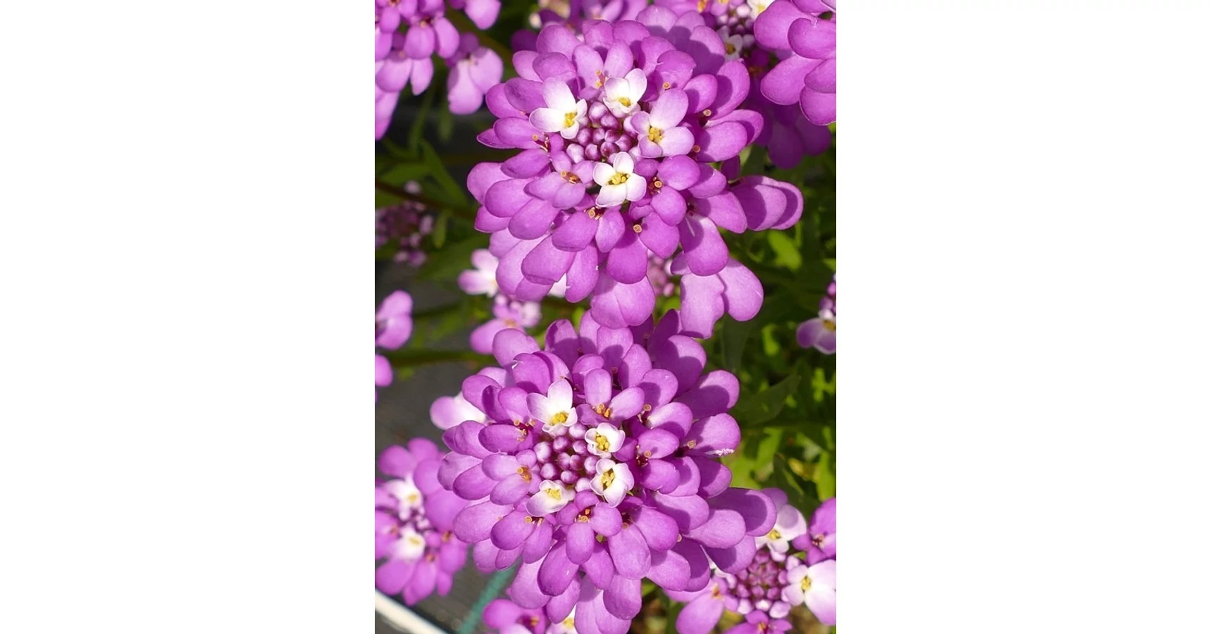 Iberis sempervirens 'Amethyst' – Örökzöld tatárvirág