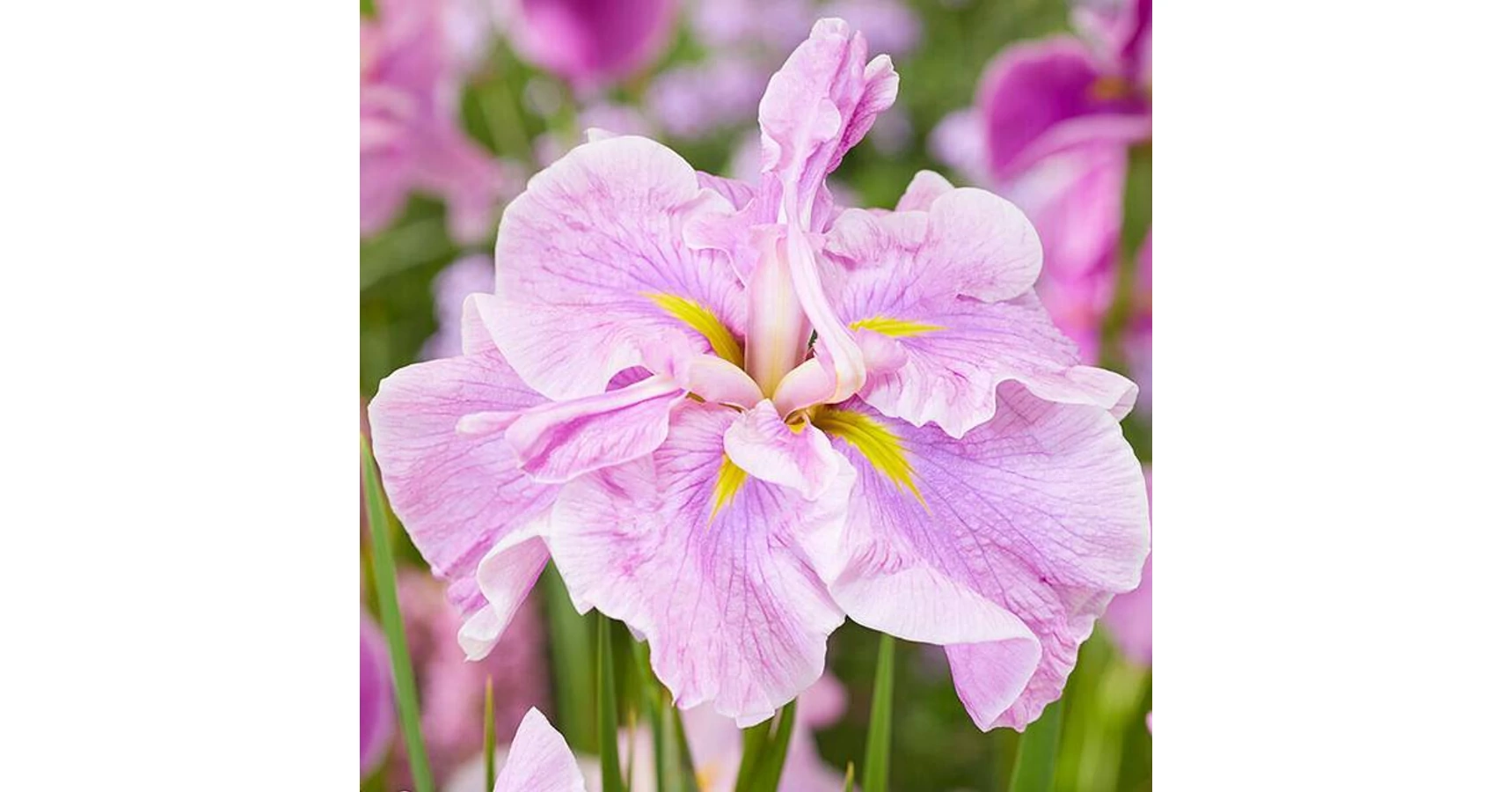 Iris ensata Dinner Plate® 'Tub Tim Grob' – Vízparti nőszirom