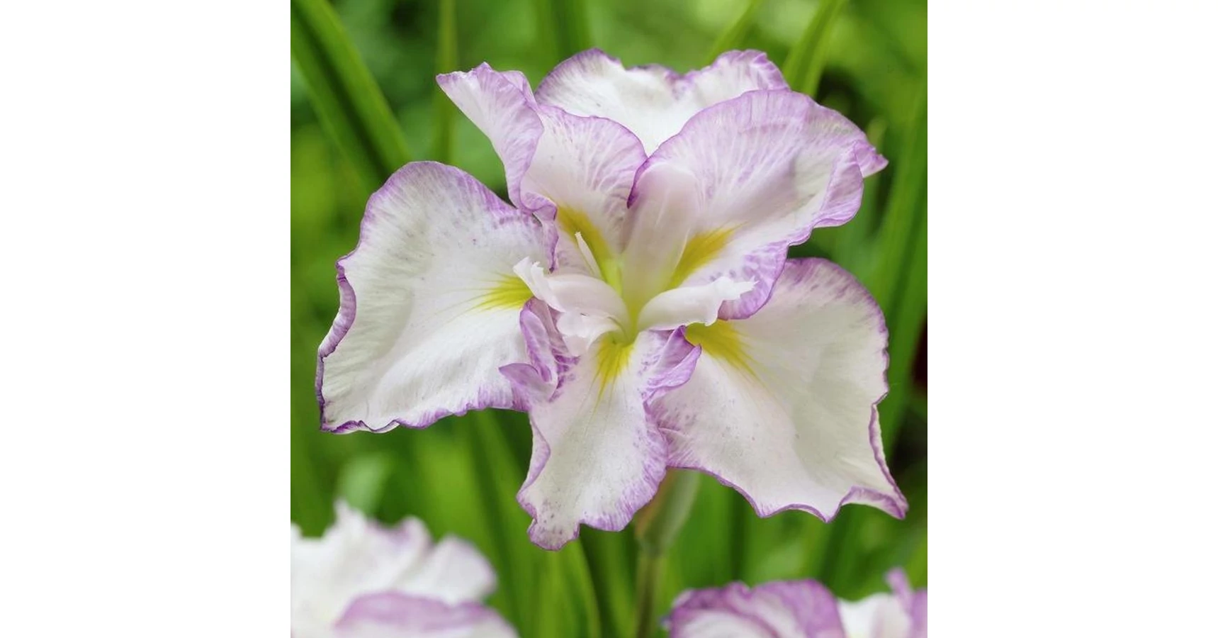 Iris ensata 'Lady In Waiting' – Vízparti nőszirom