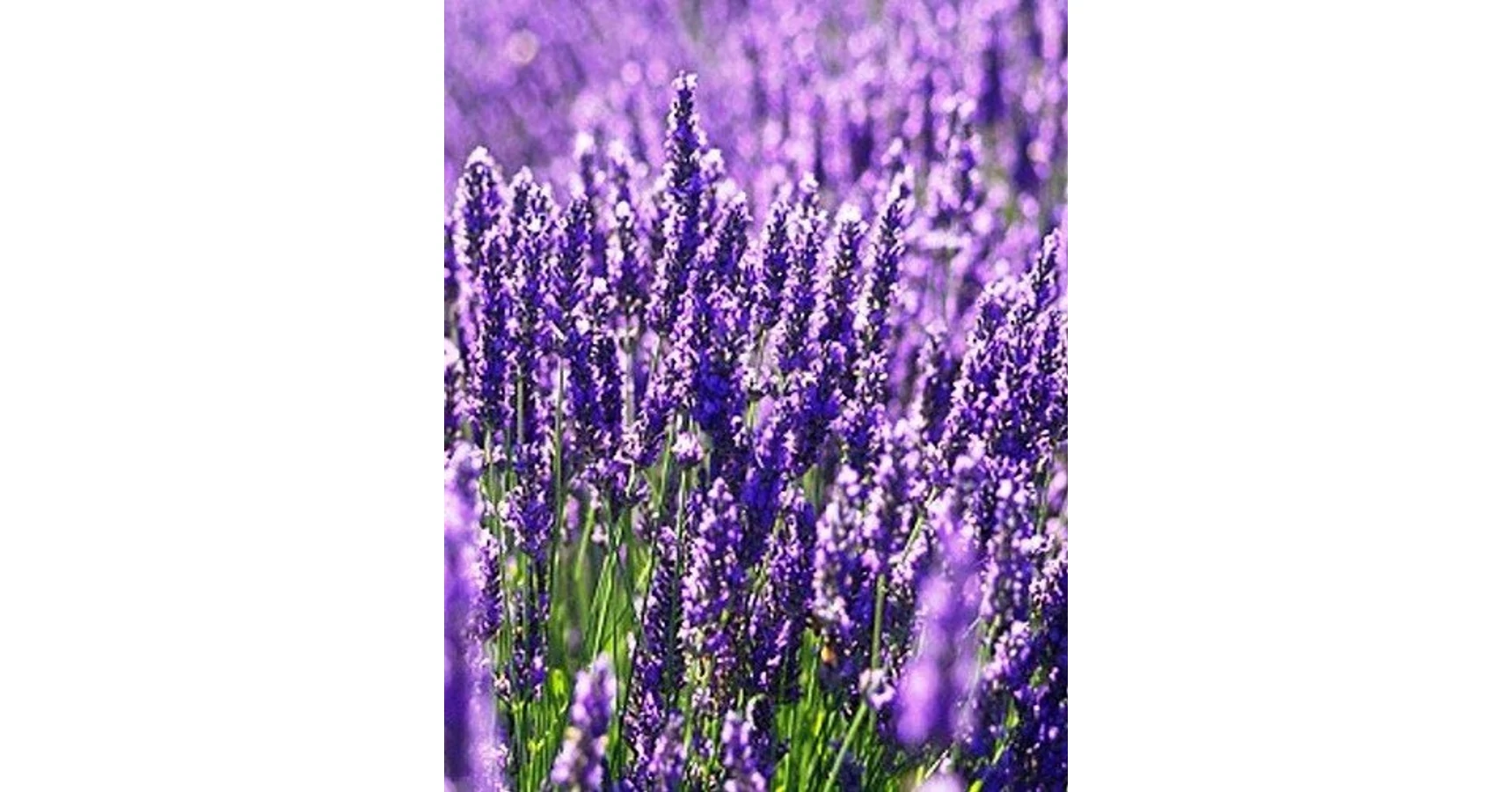 Lavandula x intermedia 'Pure Platinum' – Provanszi vagy hibrid ...