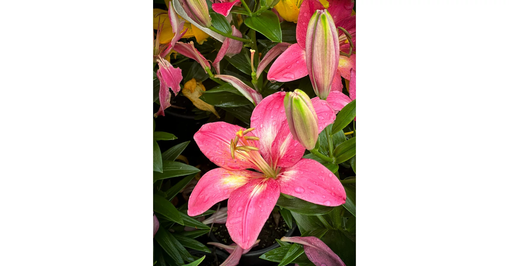 Lilium 'Rozalynn' – Ázsiai hibrid liliom