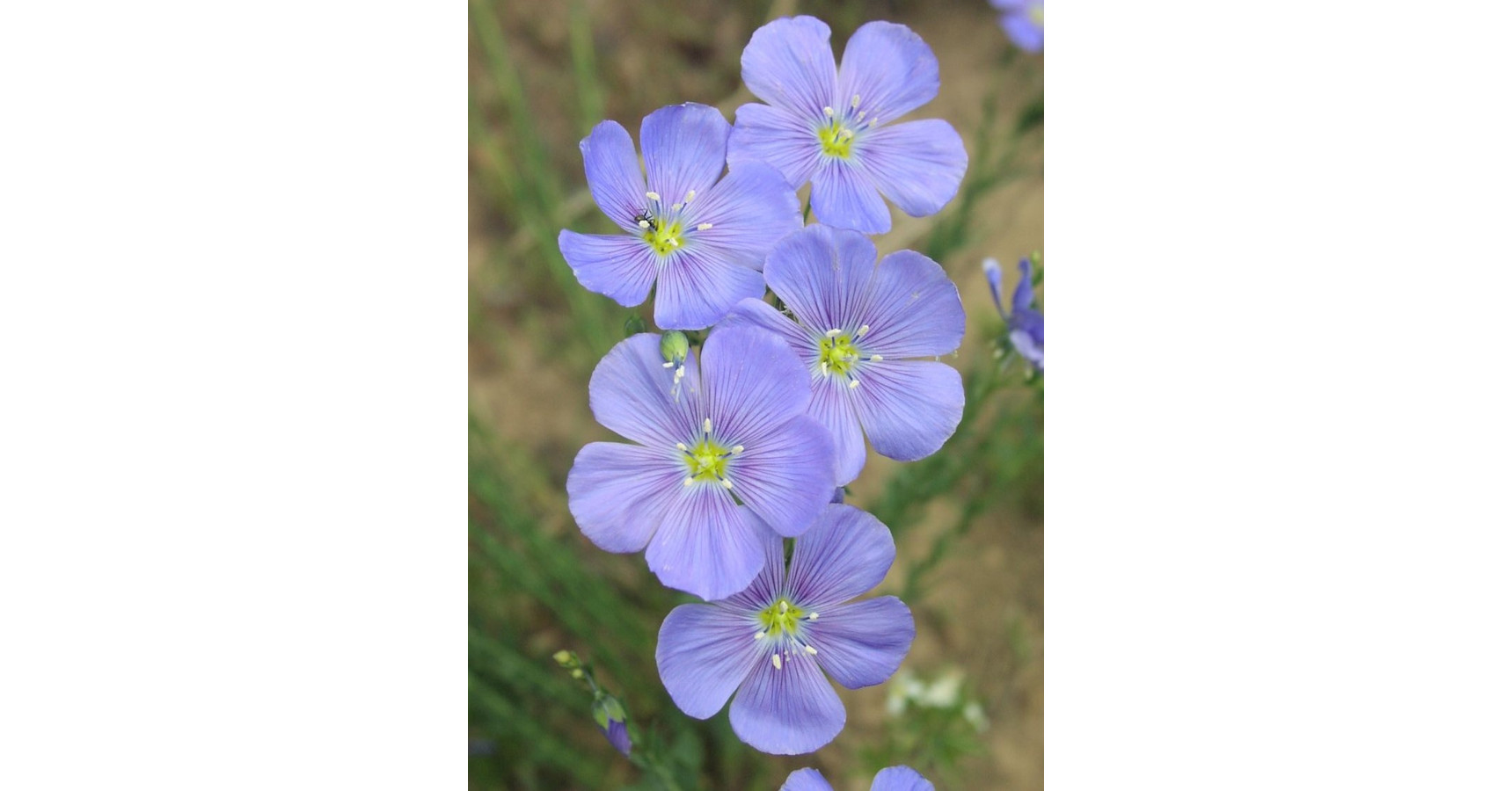 Linum perenne 'Saphir' – Évelő len