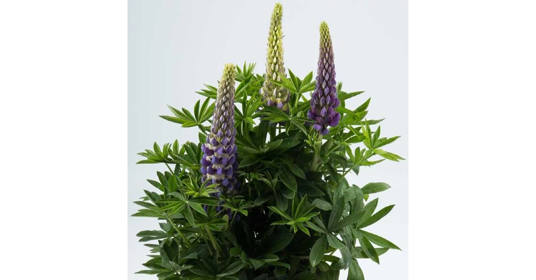 Lupinus polyphyllus 'Legendary Blue Shades' – Csillagfürt