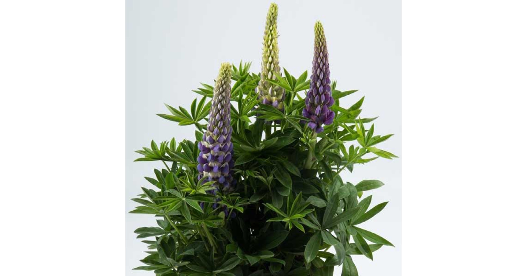 Lupinus polyphyllus 'Legendary Blue Shades' – Csillagfürt
