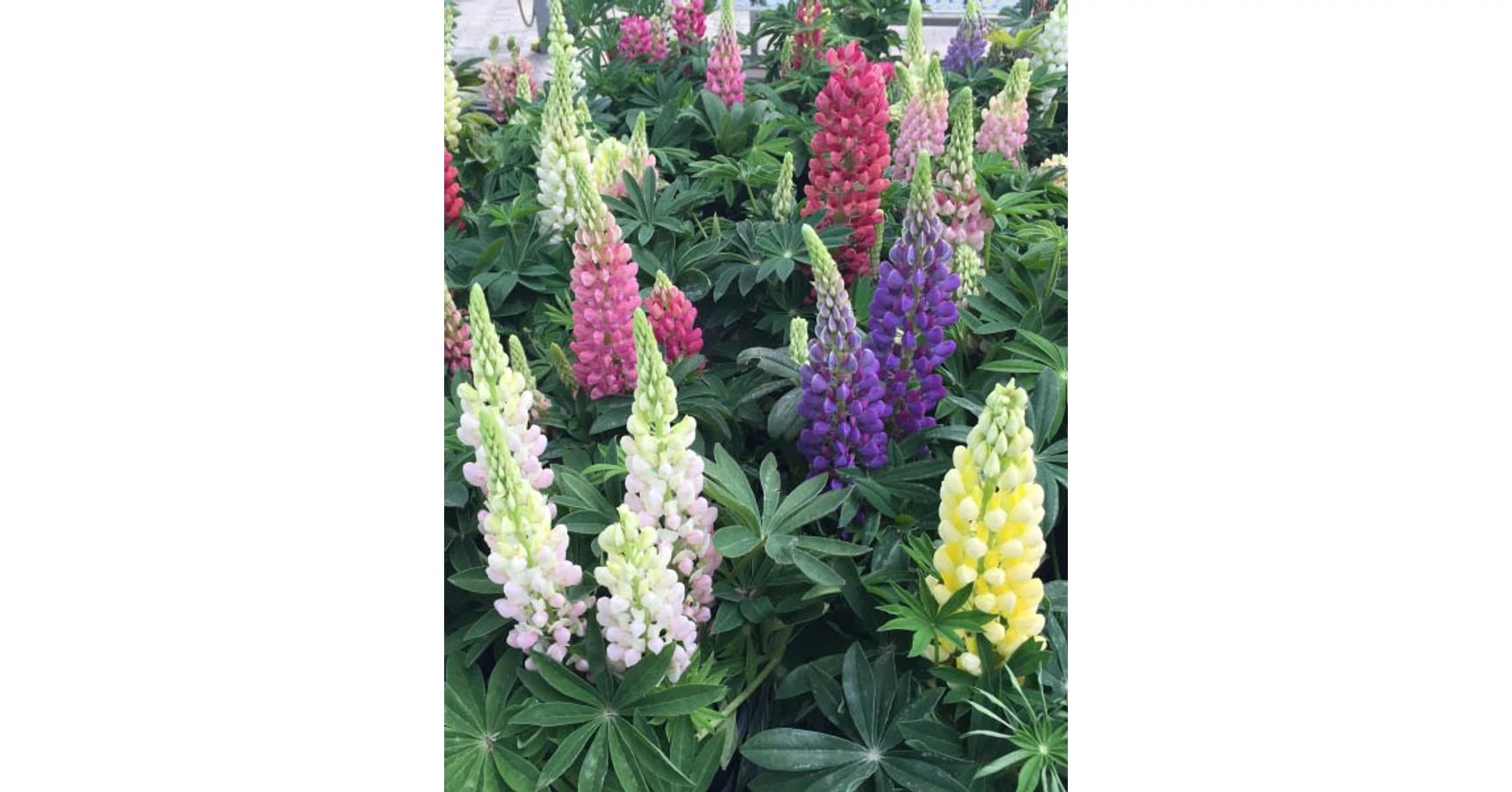 Lupinus polyphyllus 'Legendary Mix' – Csillagfürt (színkeverék)