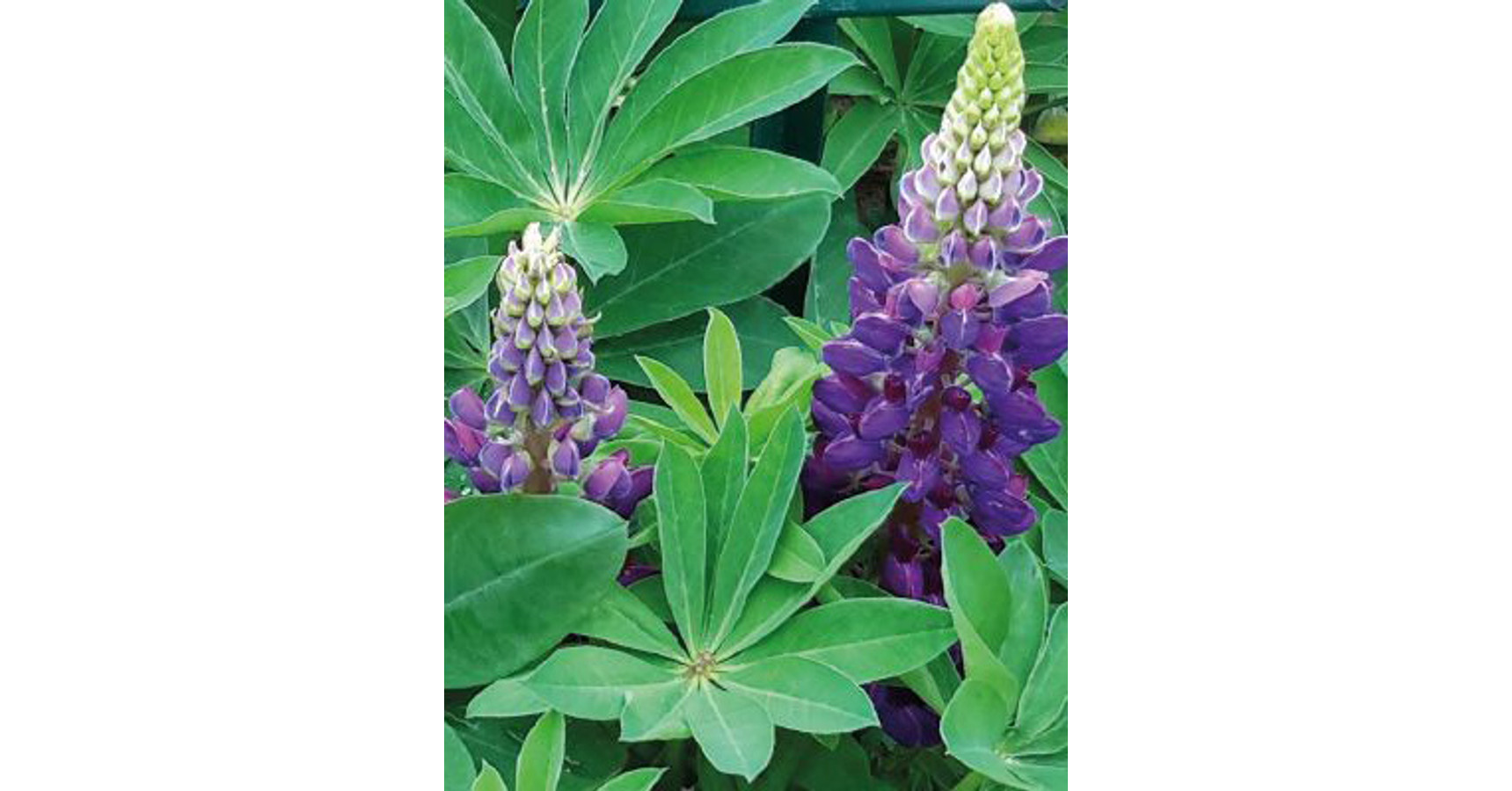 Lupinus polyphyllus 'Lupini Blue' – Erdei csillagfürt