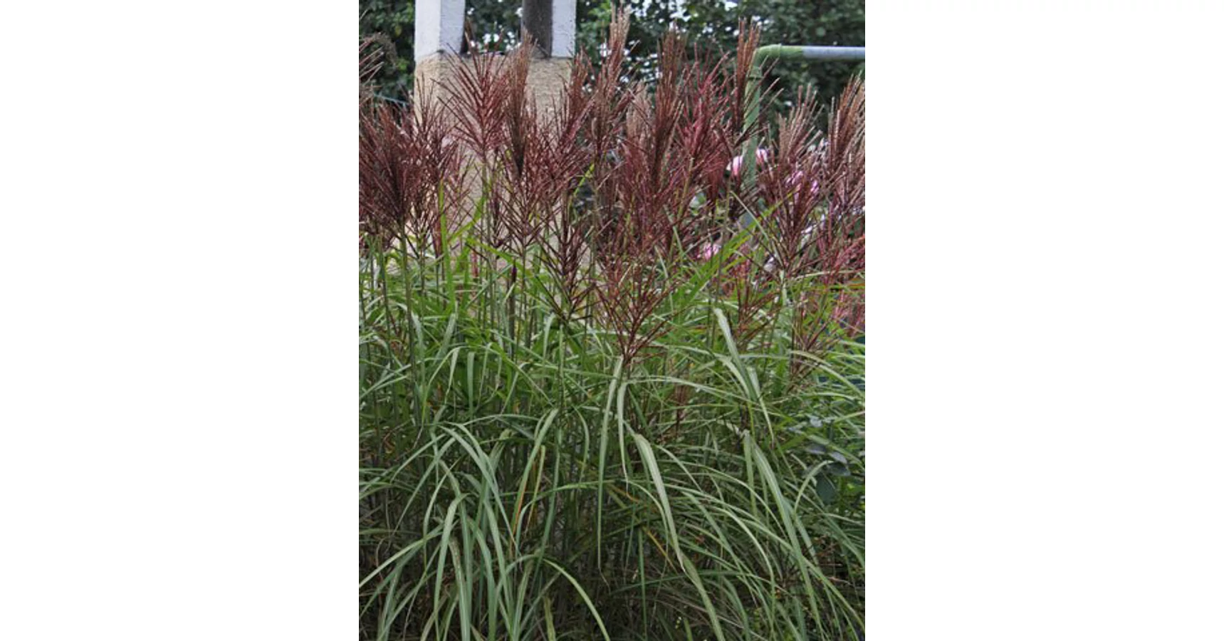 Miscanthus sinensis 'Rotsilber' – Molnárpántlika