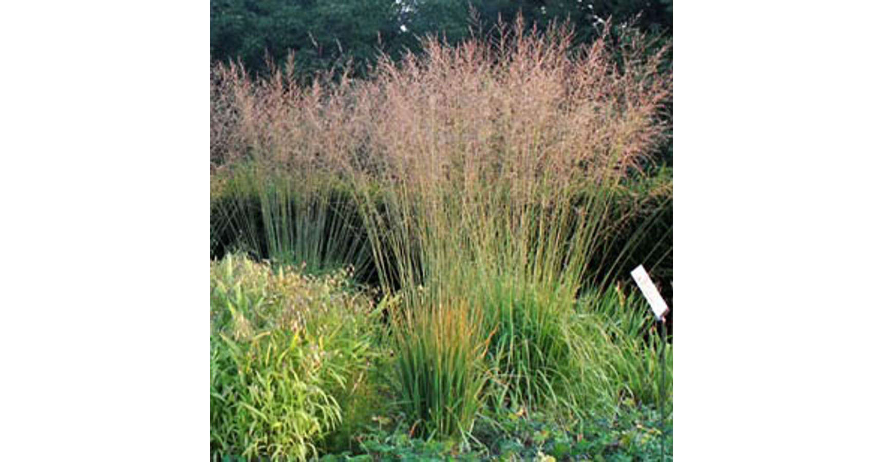 Molinia arundinacea 'Karl Foerster' - Magas kékperje