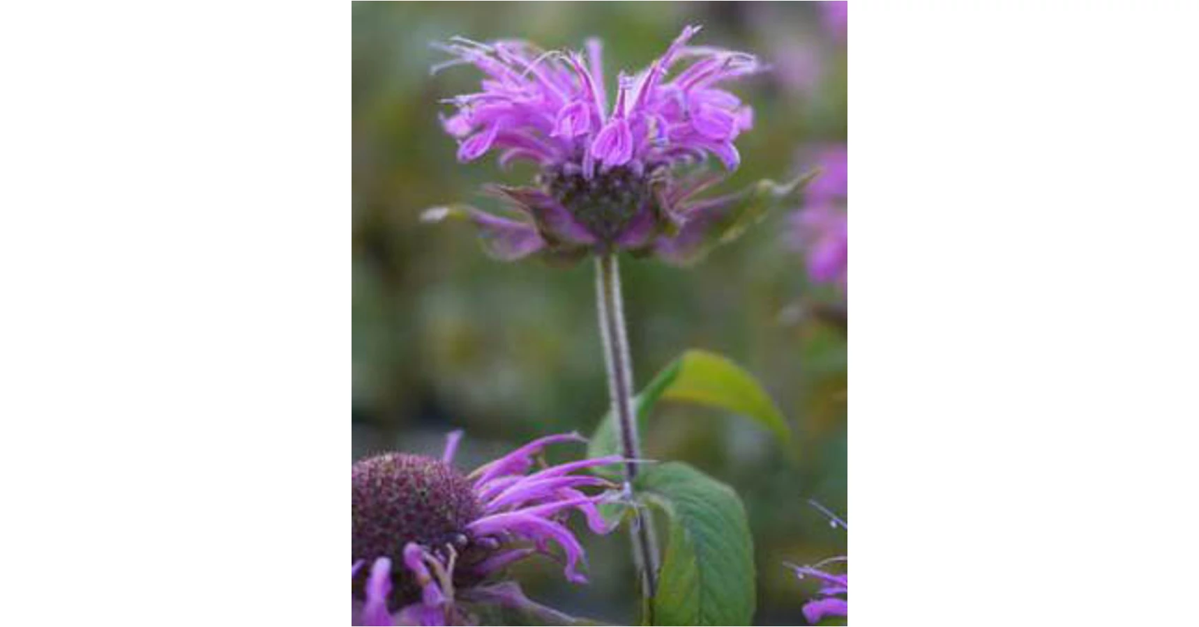Monarda 'Violet Queen' – Méhbalzsam