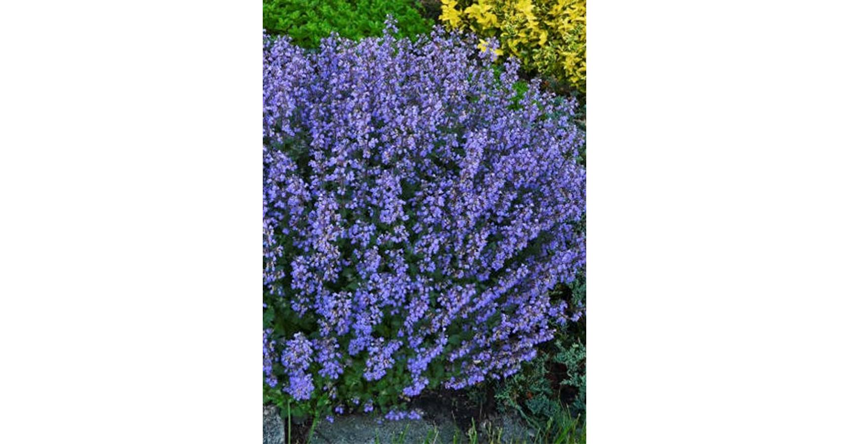Nepeta x faassenii 'Purrsian Blue' – Macskamenta