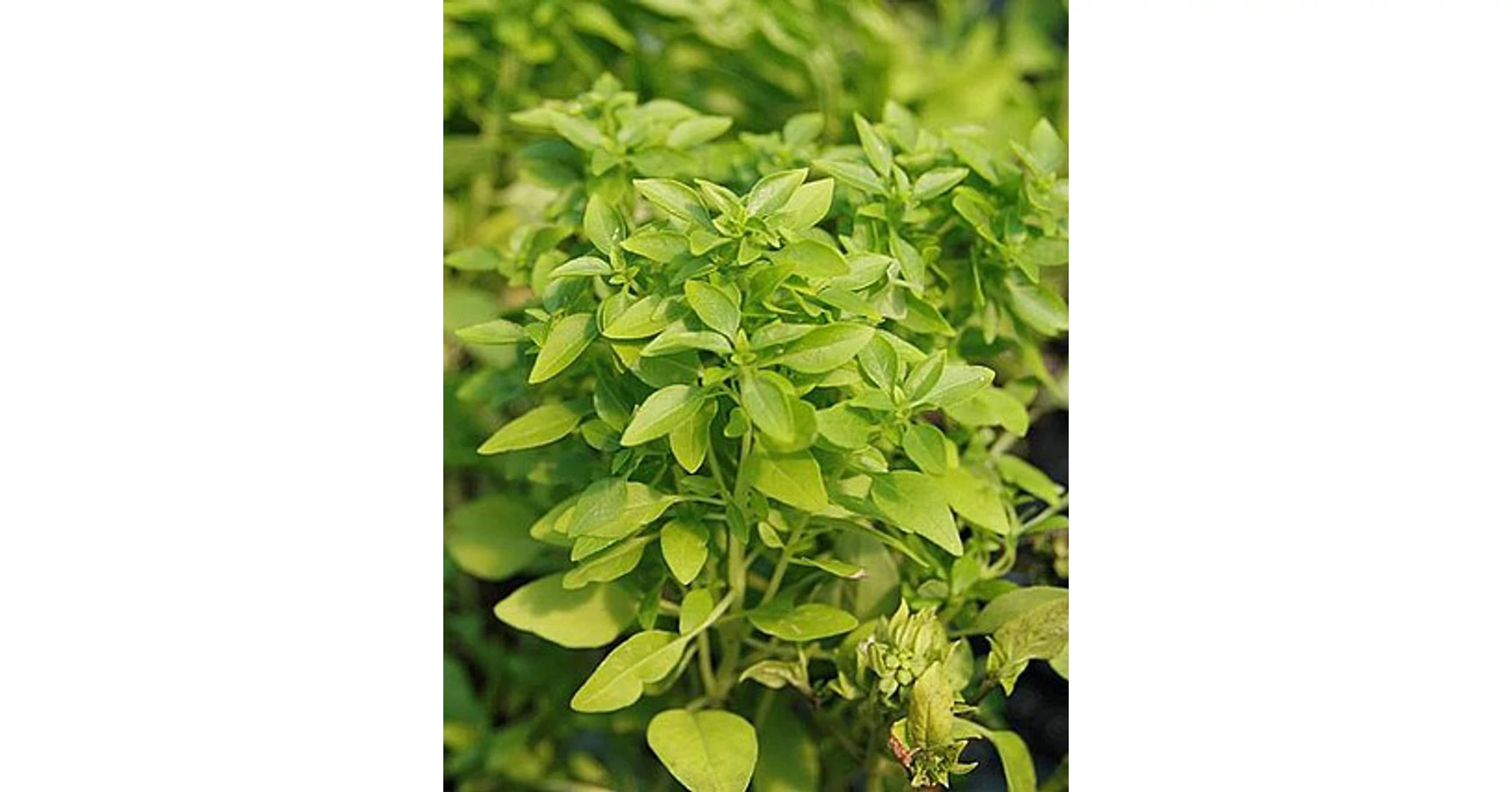Ocimum basilicum 'Minette' – Bazsalikom