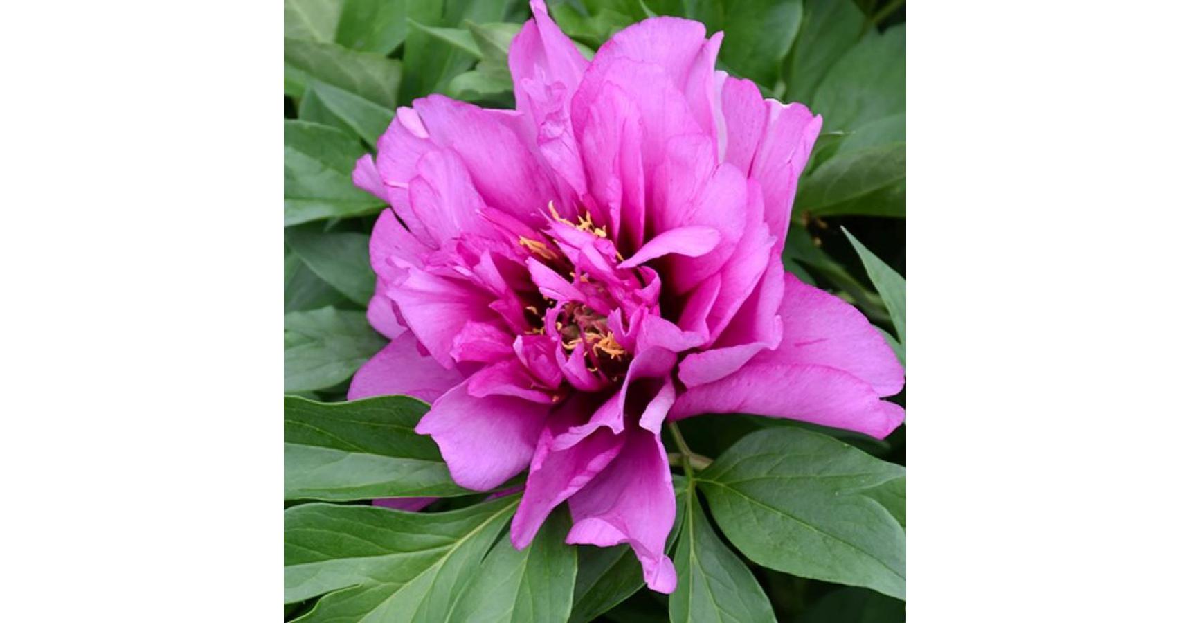 Paeonia X ITOH Morning Lilac Itoh Bazsar zsa paeonia-x-itoh-morning-lilac-itoh-bazsar-zsa