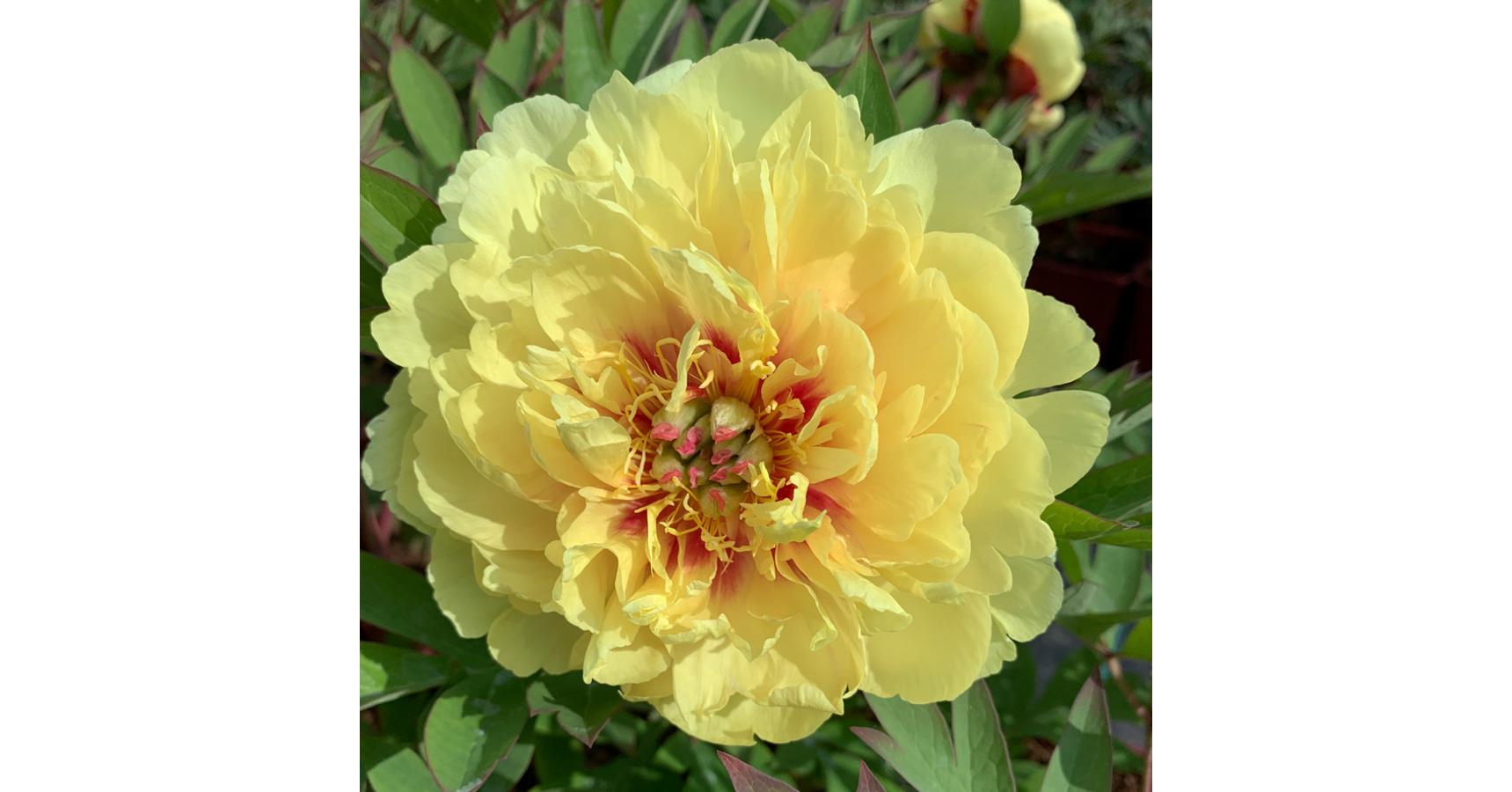 Paeonia X Itoh Sonoma Yedo Itoh Bazsarózsa