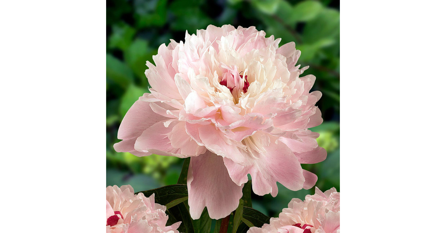 Paeonia lactiflora 'Alertie' – Illatos bazsarózsa