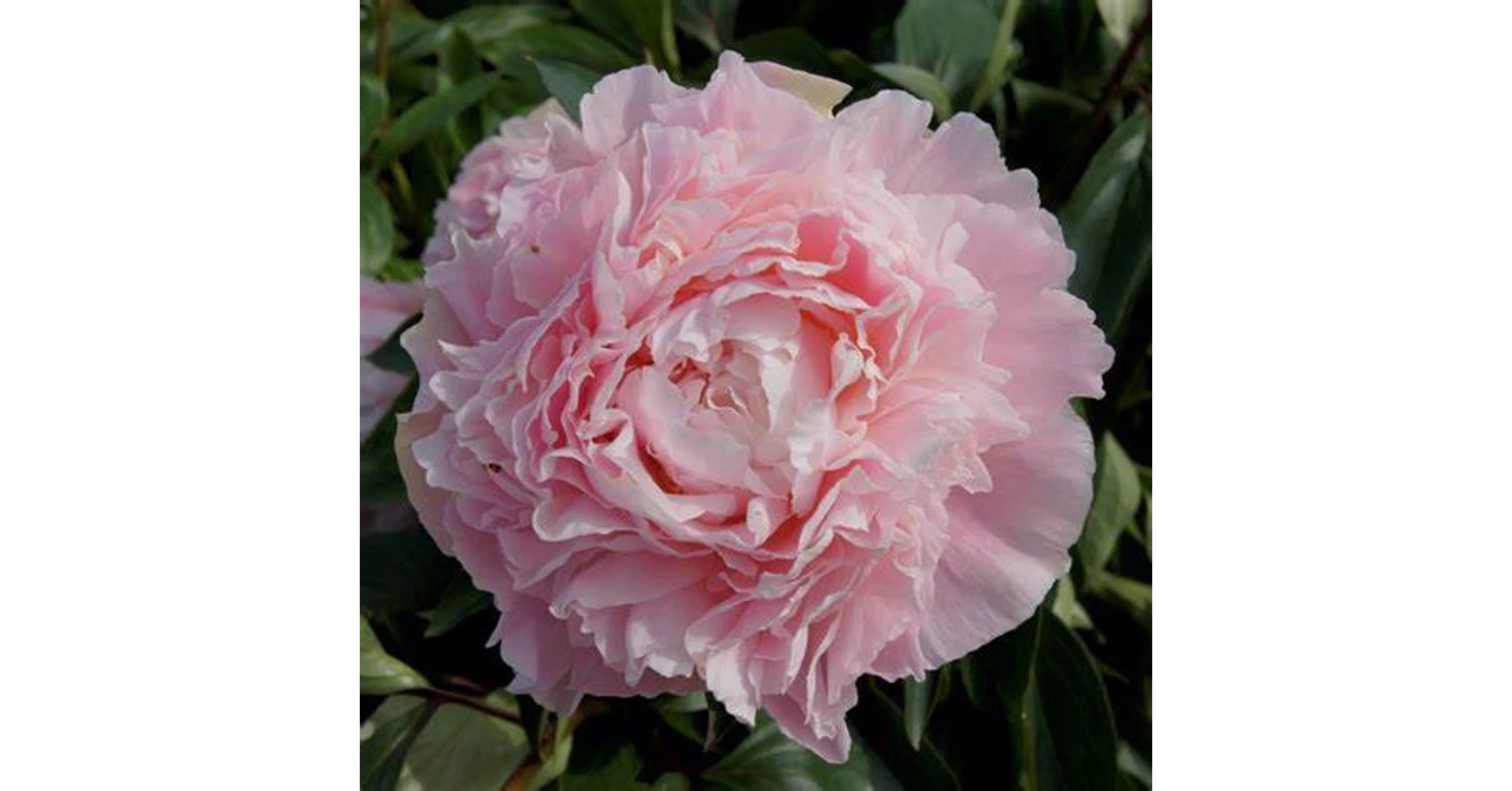 Paeonia lactiflora 'Chiffon Parfait' – Illatos bazsarózsa