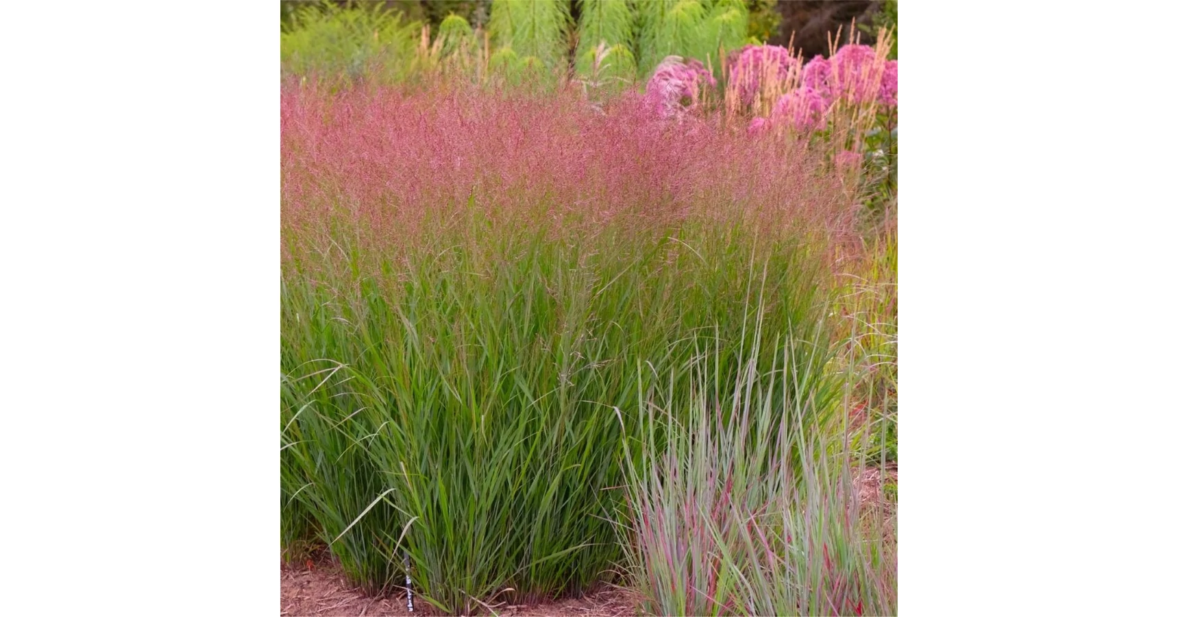 Panicum virgatum 'Apache Rose'® – Vesszős köles