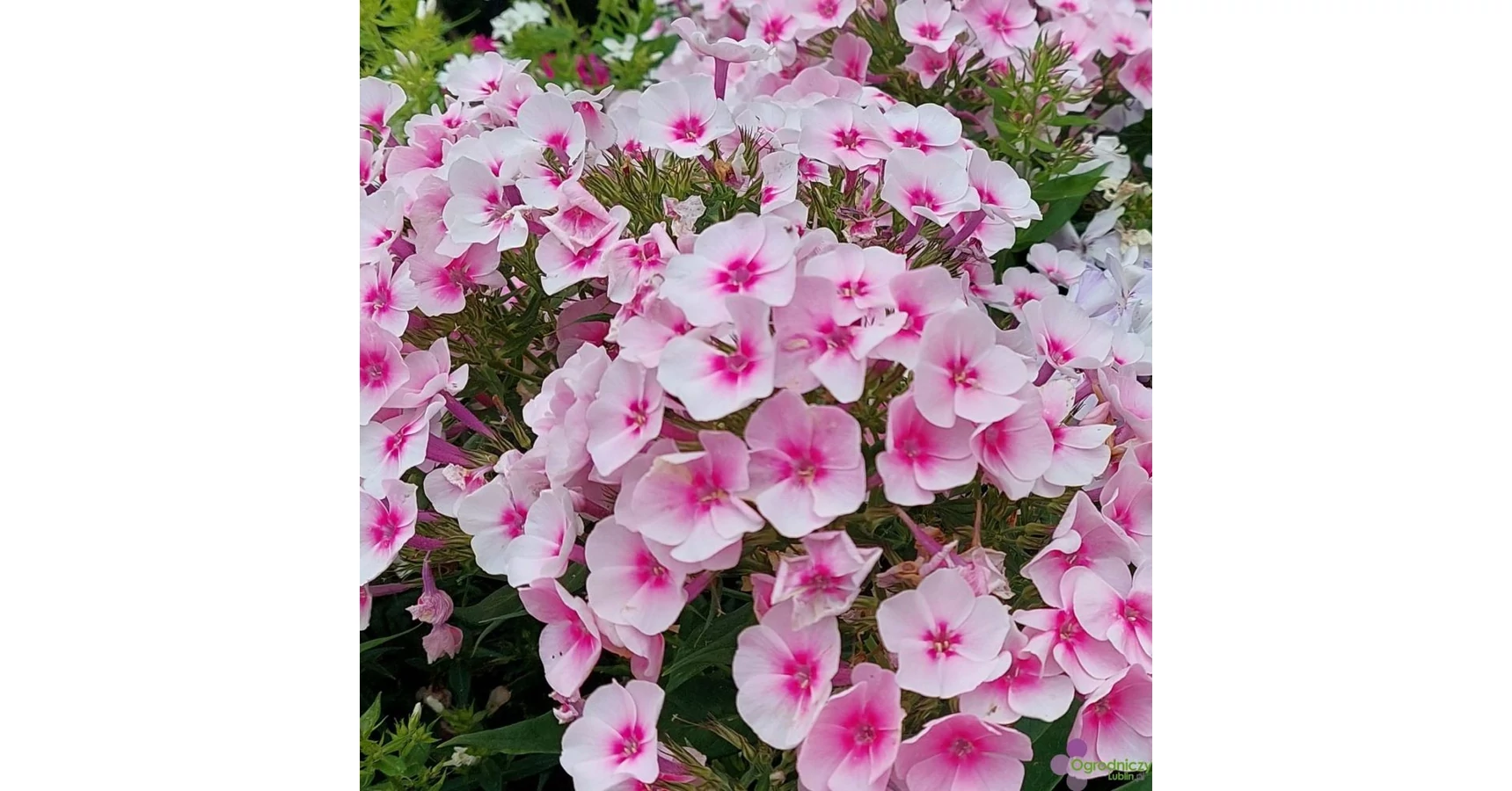 Phlox paniculata Flame® 'Pro Soft Pink' – Bugás lángvirág