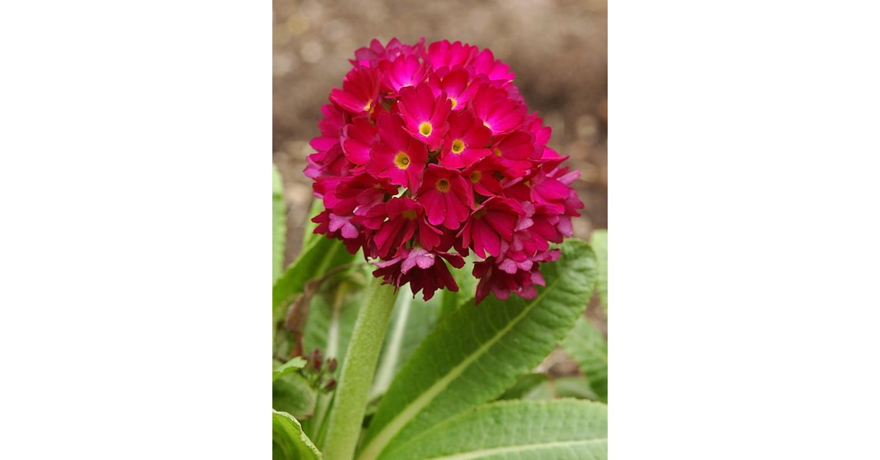 Primula denticulata 'Prom Deep Rose' – Gömbös kankalin