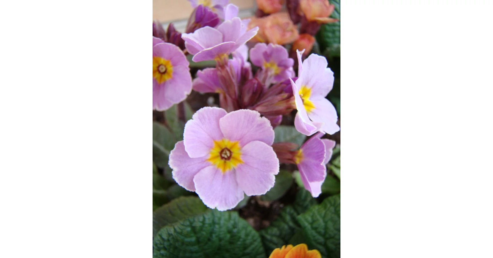 Primula elatior x veris 'Goldnugget Violet Shades' - (Tavaszi) kankalin